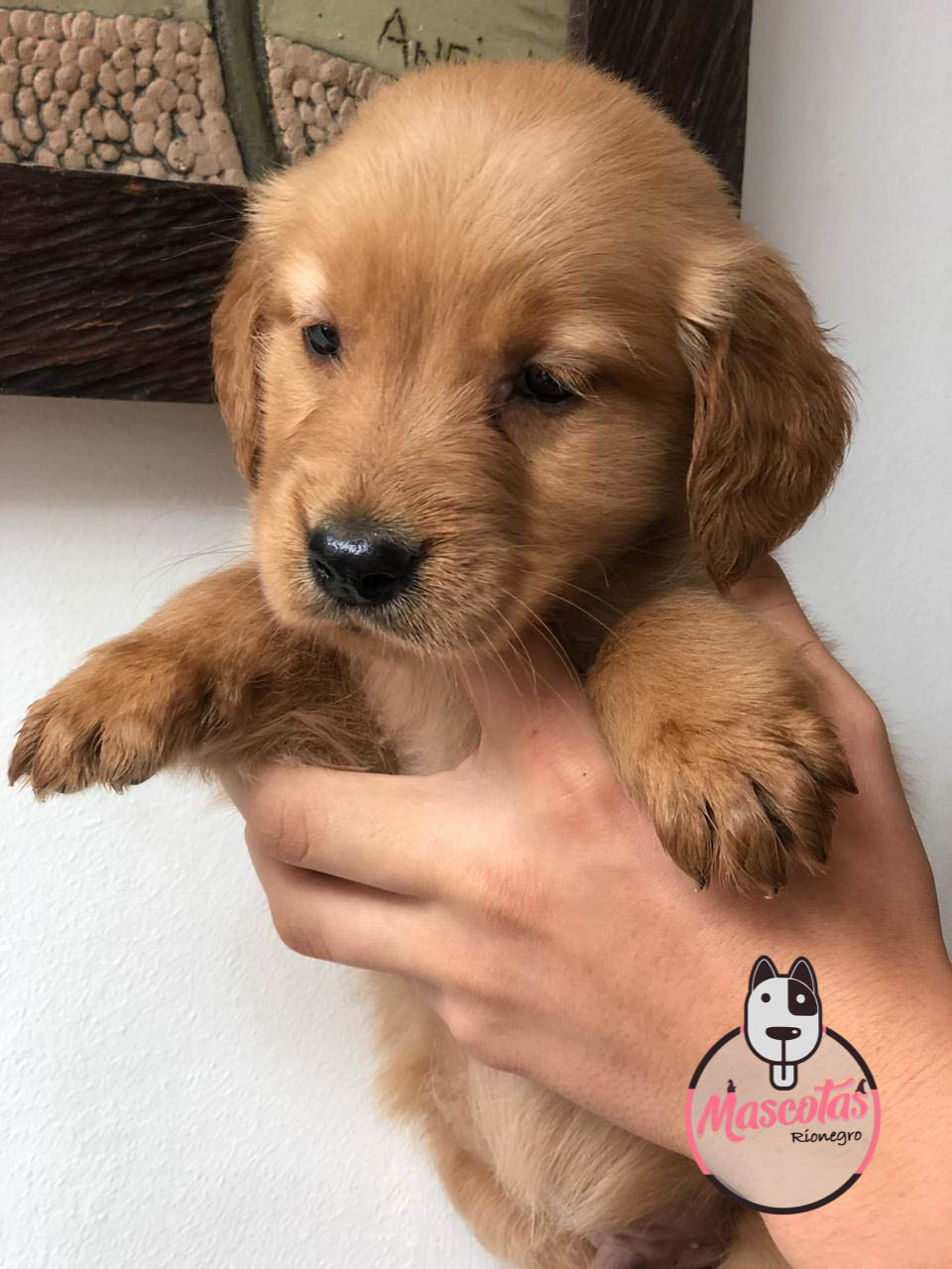 Criadero de Perros Cali | Mascotas Cali